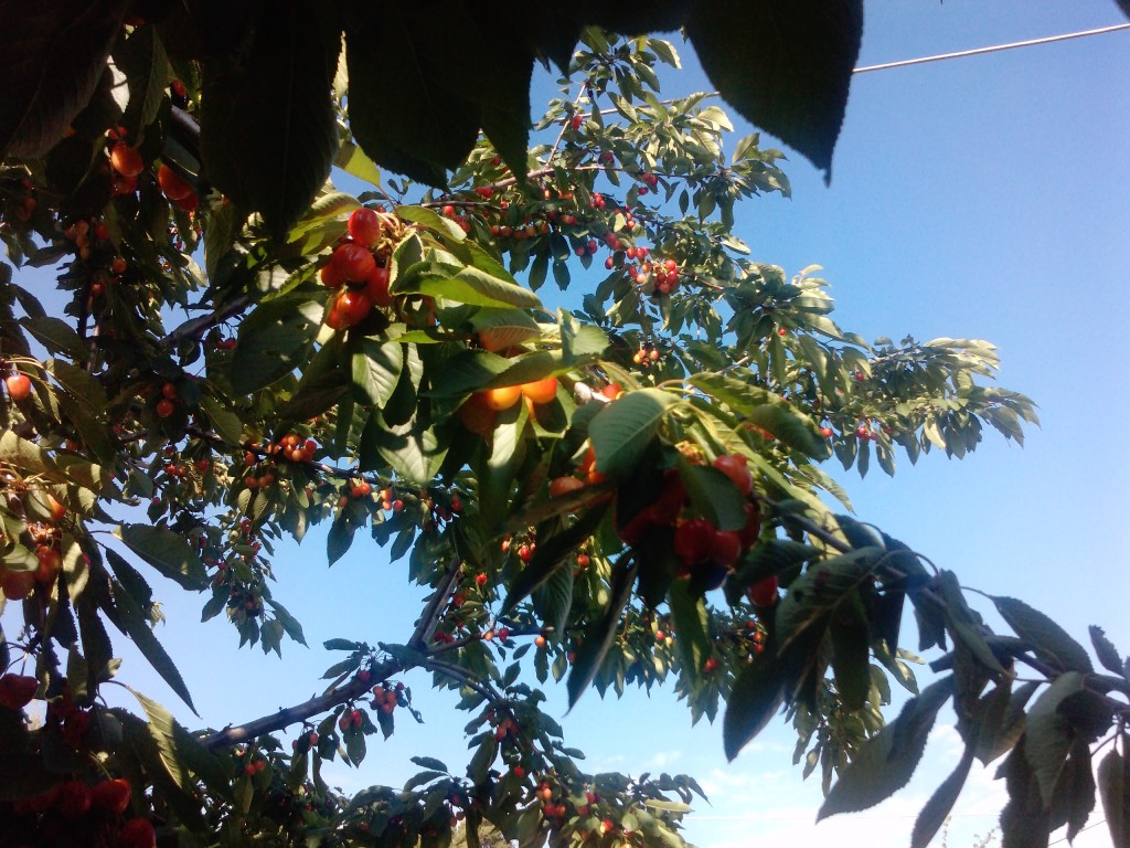 Οι κερασιές ανθίσαν και φέτος. | Η ΒΔΕΛΛΑ 2